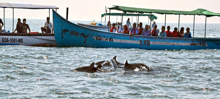 Are You a Marine Life Enthusiast? Spot the Beauty of Dolphins in Goa