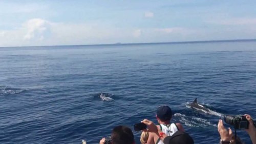 Spend Intimate Time With The Playful Dolphins By Visiting These Places ...